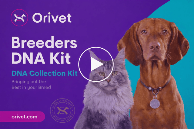 Purebred Dog Full Breed Profile
